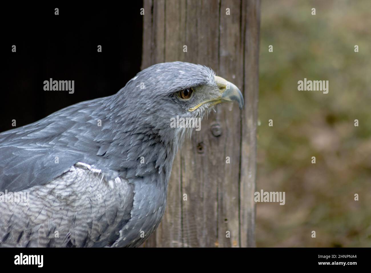 Cordillary eagle (blue buzzard or aguja) (Geranoaëtus melanoleucus ...