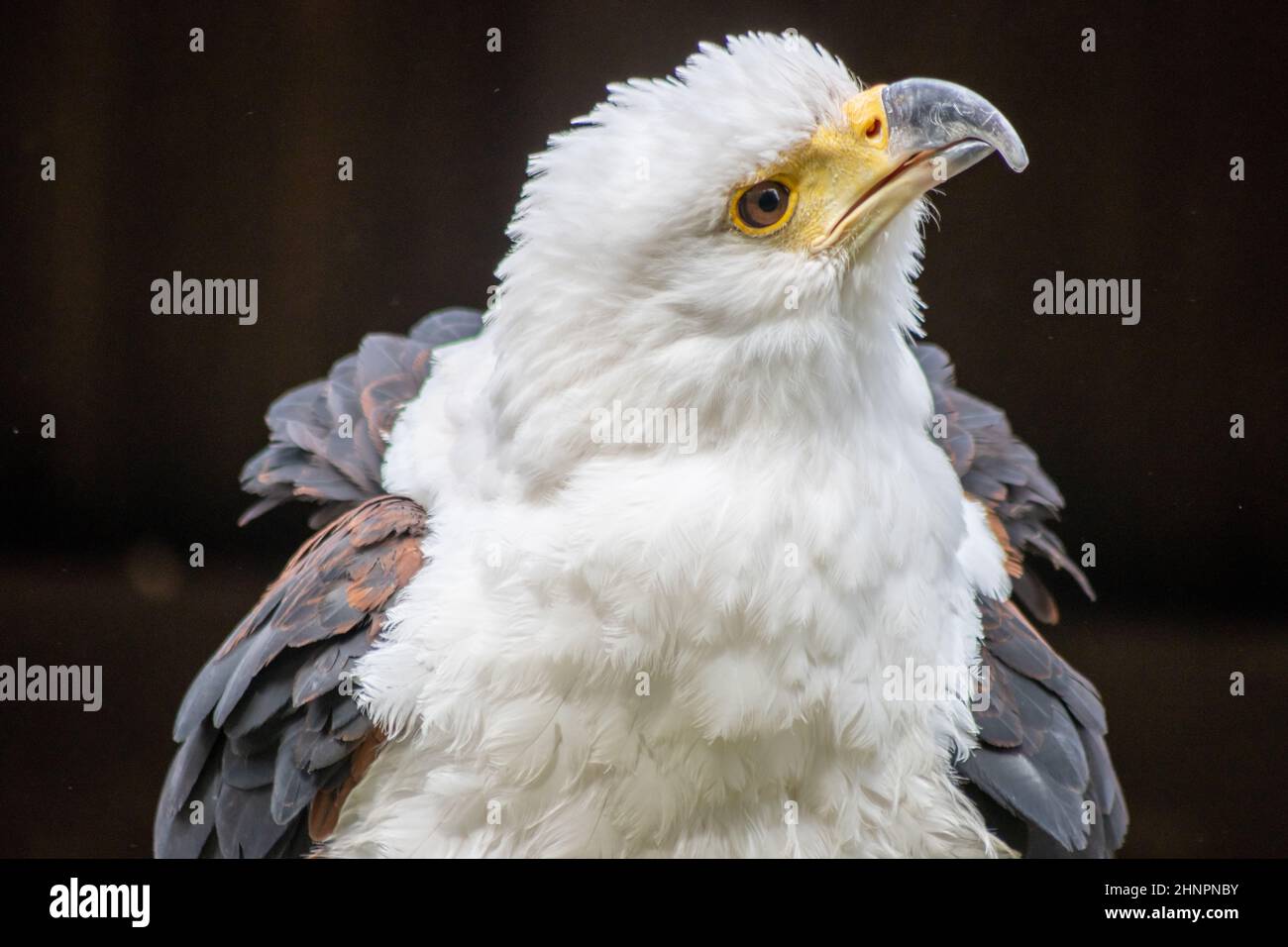 The fish eagle (Haliaeetus vocifer) looks very similar to the bald ...