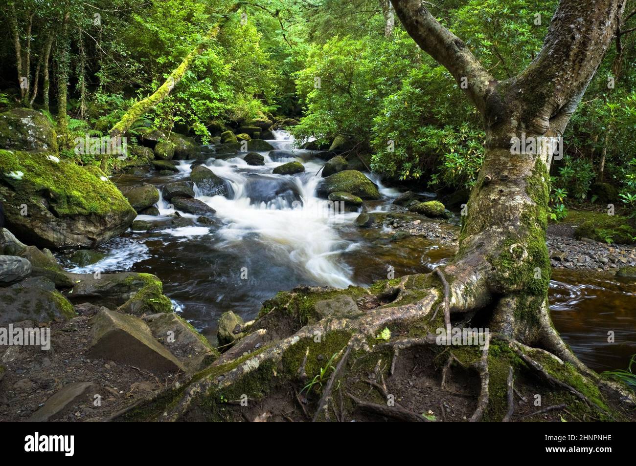 Small cascade flowing in the green forest Stock Photo - Alamy