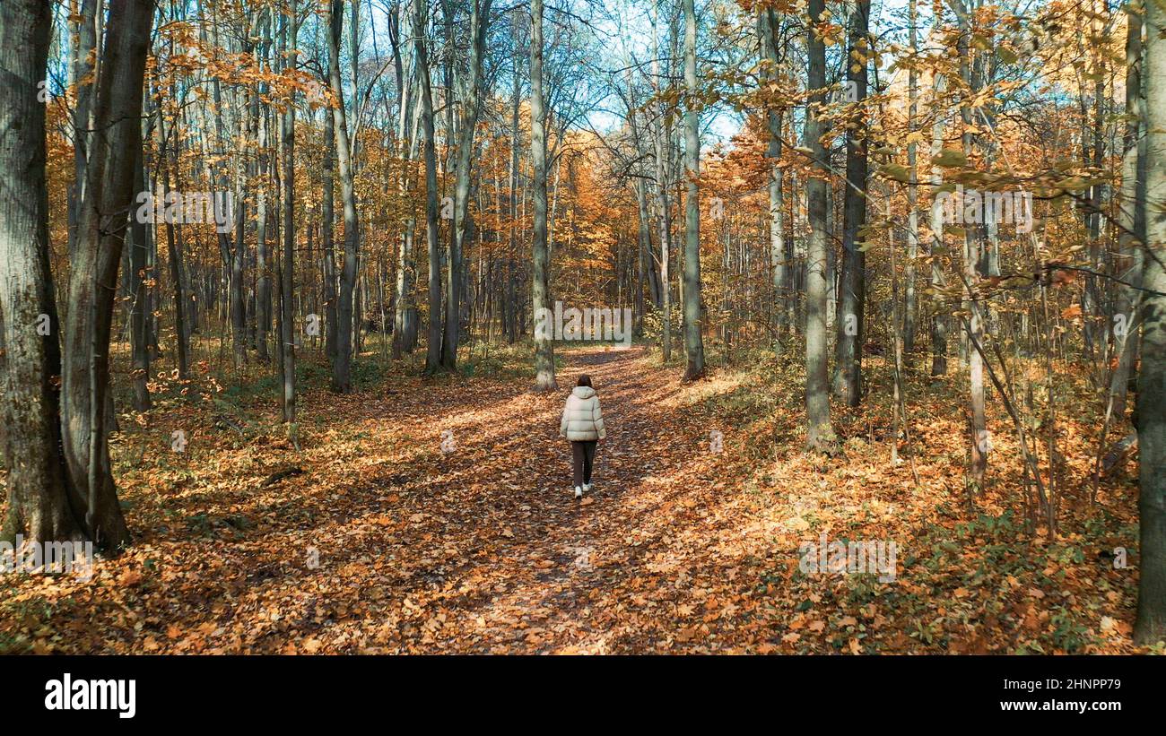 Woman from behind walking, autumn deciduous forest Stock Photo - Alamy