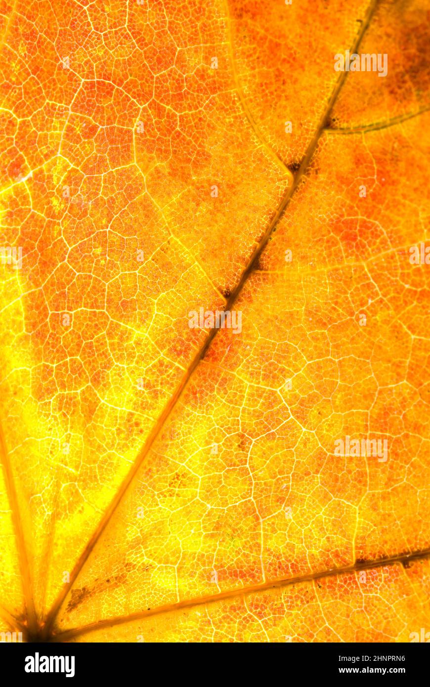 Maple leaf texture background Stock Photo - Alamy