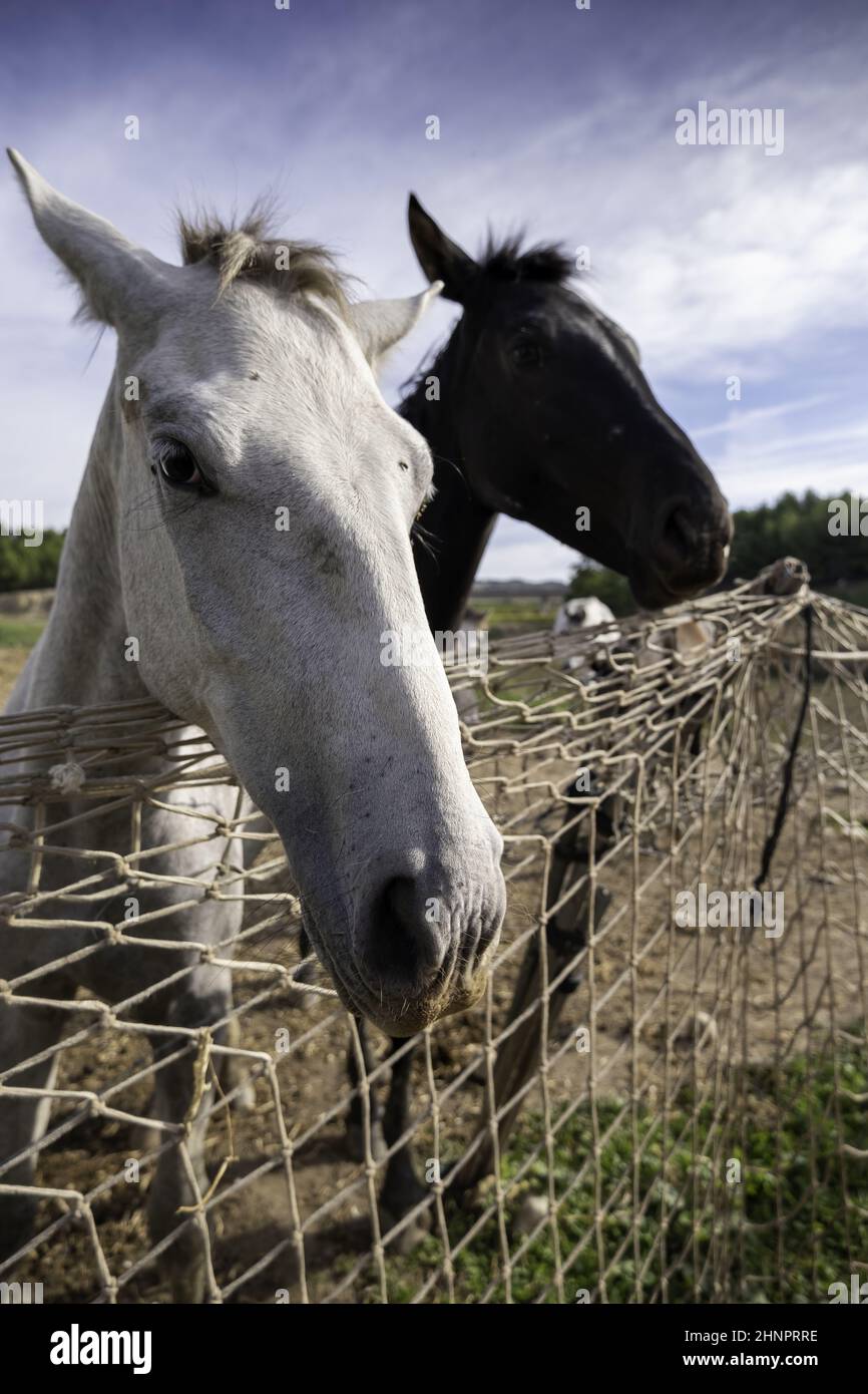 Detail of animals feeding on a farm, domesticated mammal animal Stock ...