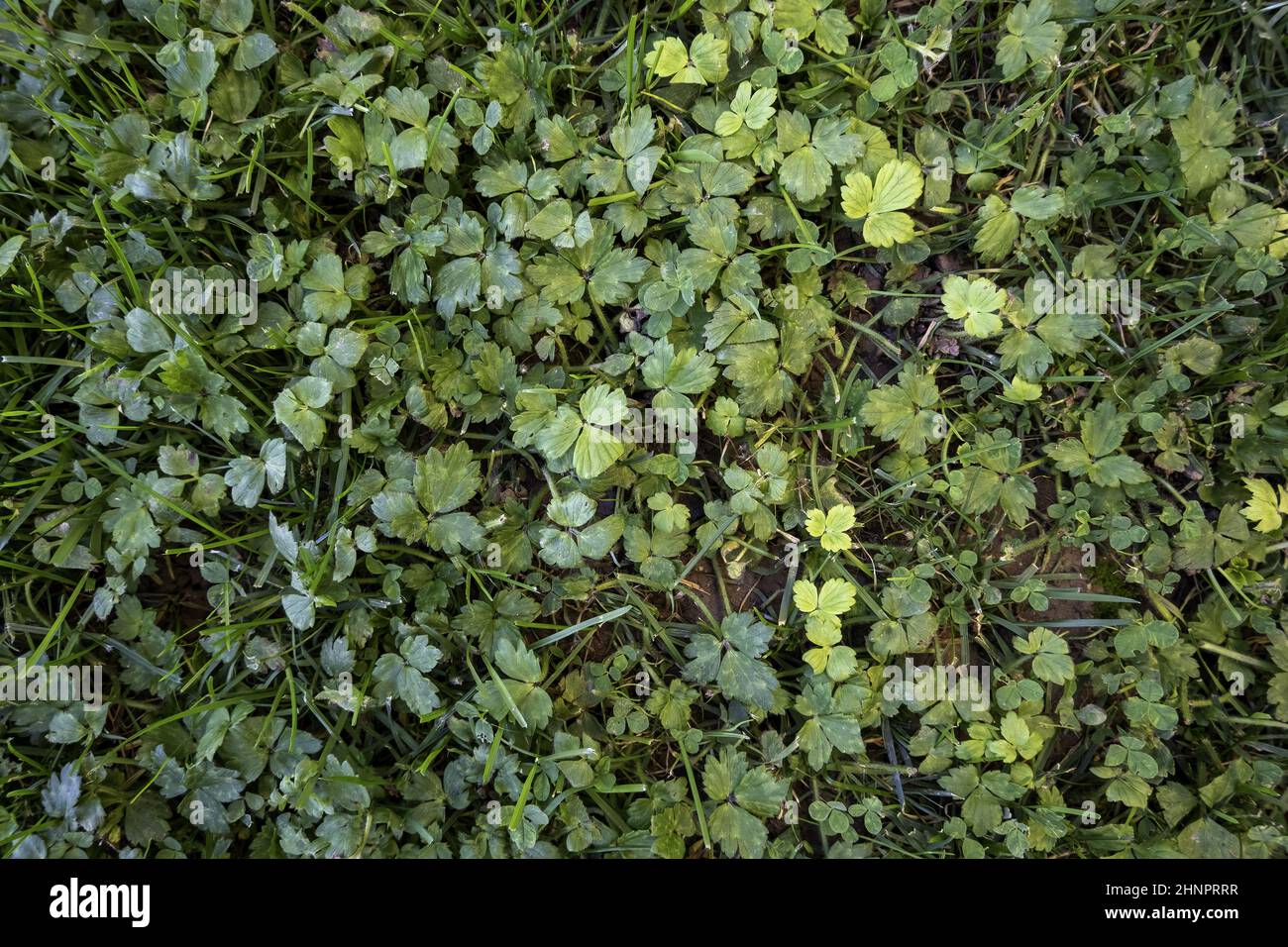 Green flower background detail, superstition and luck Stock Photo - Alamy