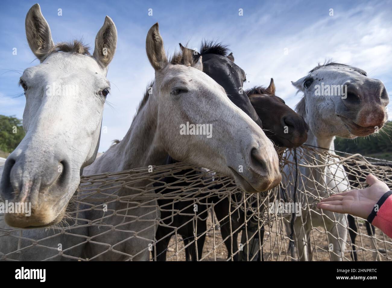 Detail of animals feeding on a farm, domesticated mammal animal Stock ...