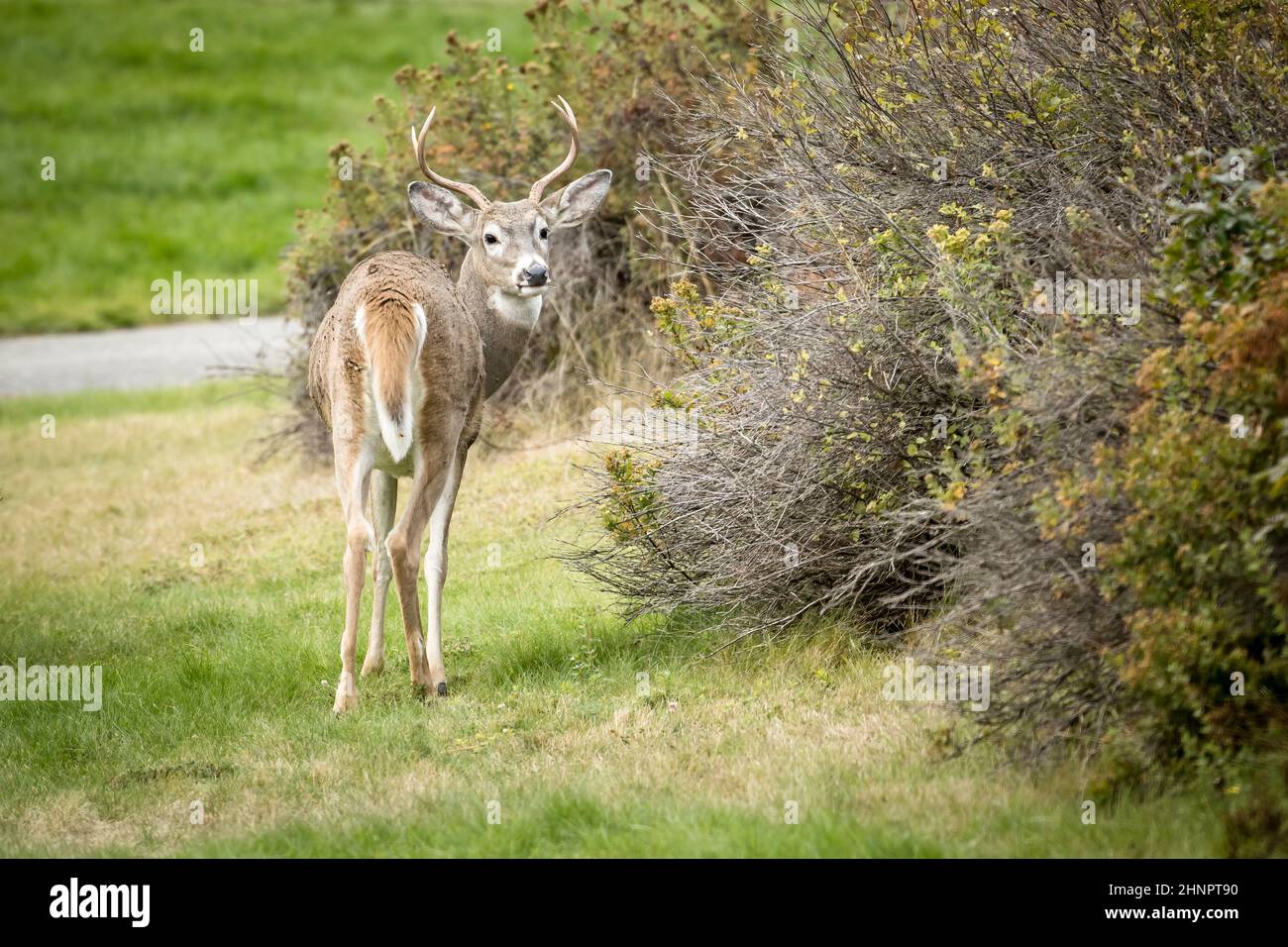 A male deer looks back at the camera at a park in north Idaho Stock ...