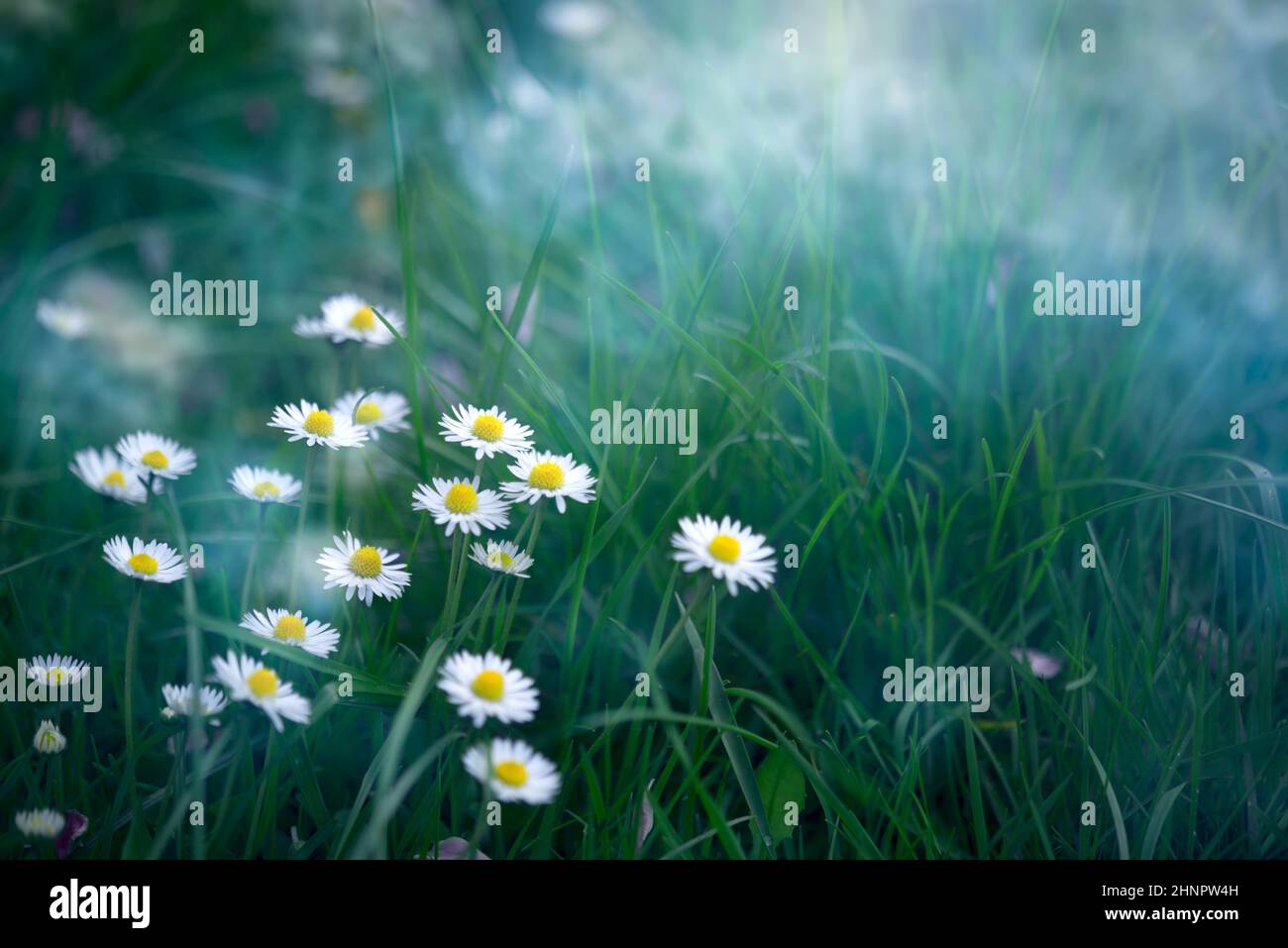 Spring or summer nature background with daisies in the morning Stock ...
