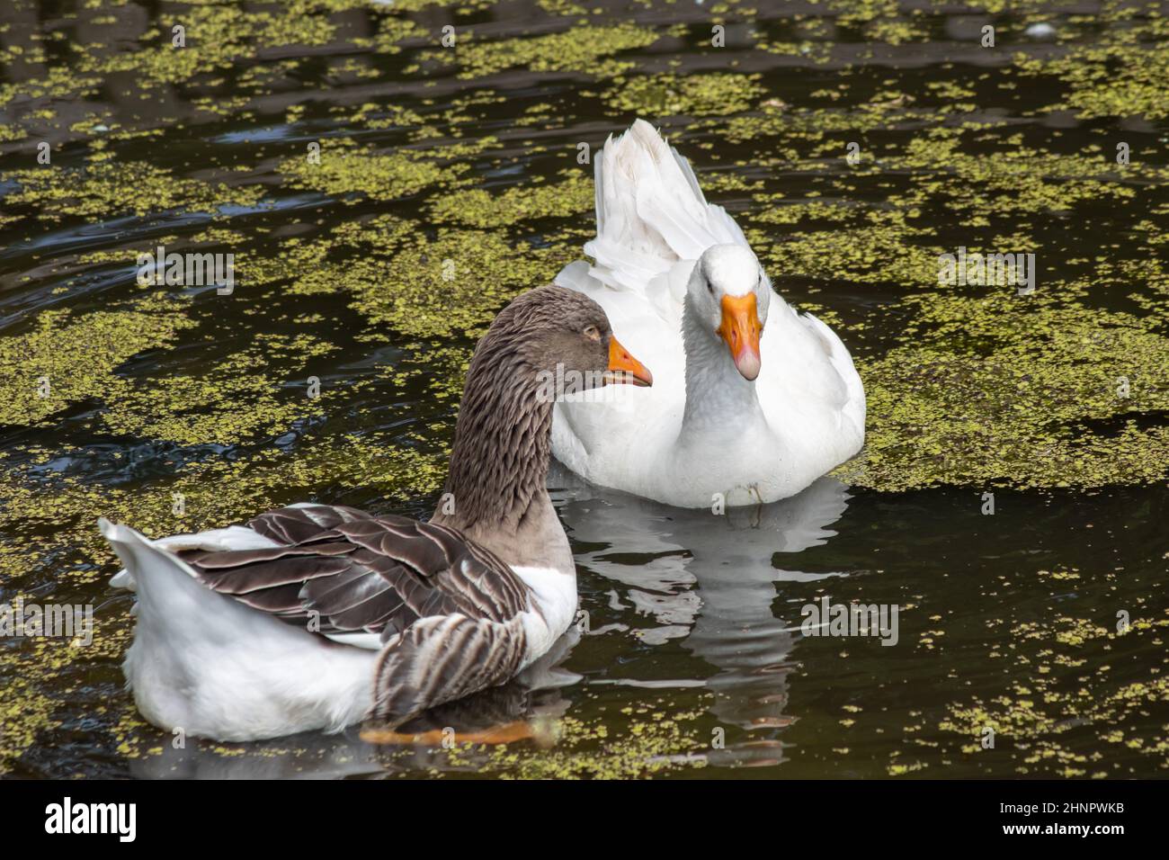 This breed of ducks is said to go back to a duck native to Southeast ...