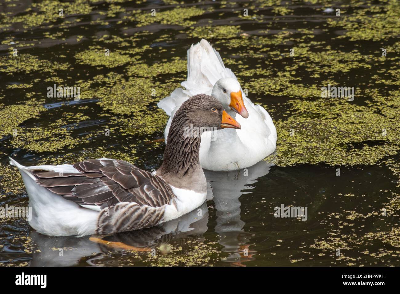 This breed of ducks is said to go back to a duck native to Southeast ...