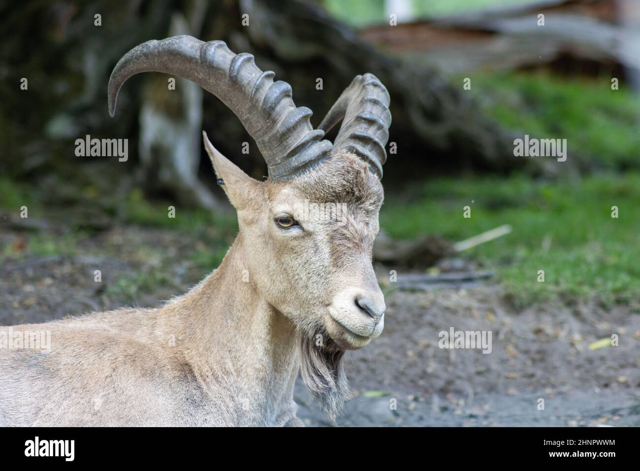 The West Caucasian Ibex or Kuban-Tur (Capra caucasica) is a wild ...