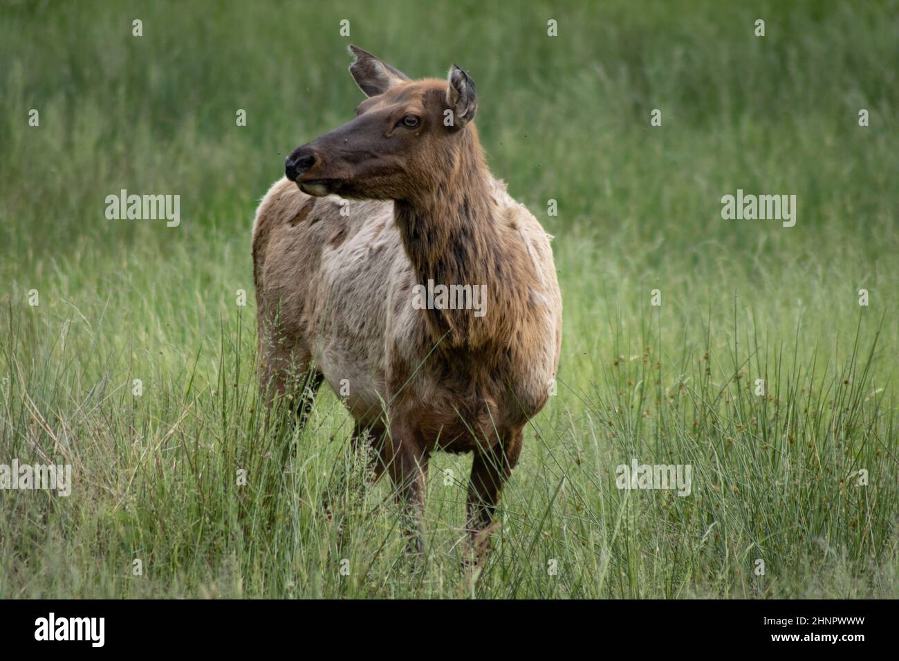 A elk (North American red deer) (Cervus canadensis canadenis) in a ...