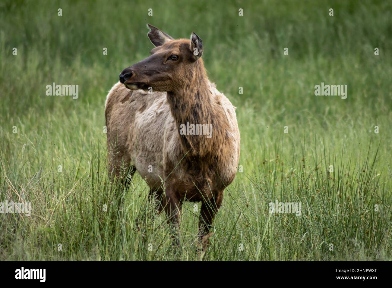 Cervus canadensis canadenis hi-res stock photography and images - Alamy