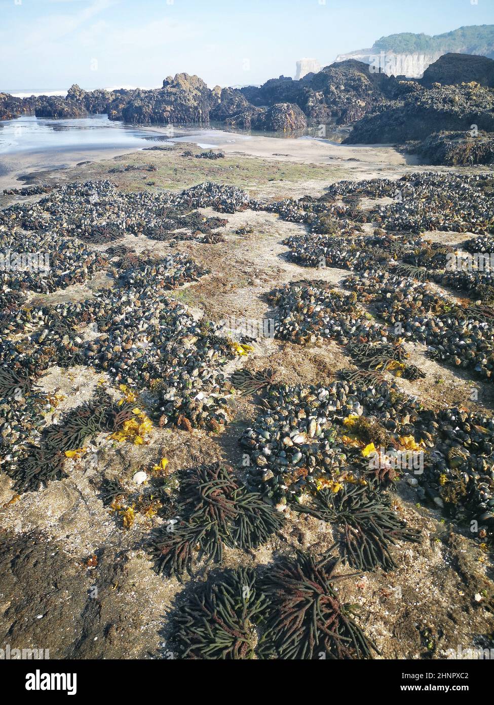 Patches of mussels in Maukatia Bay in Auckland, New Zealand Stock Photo ...