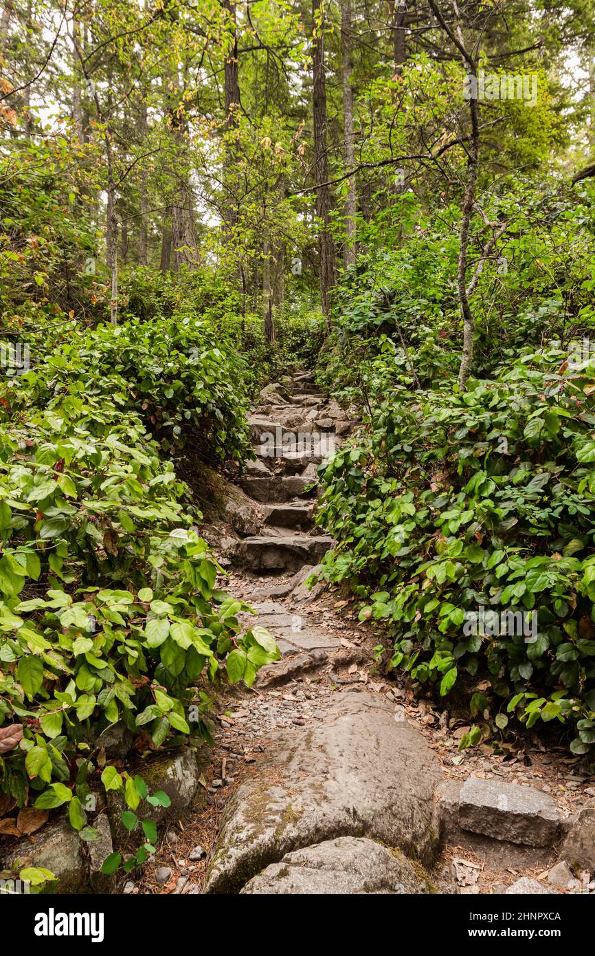 Vertical shot of rocky hiking trail steps leading into the green forest ...