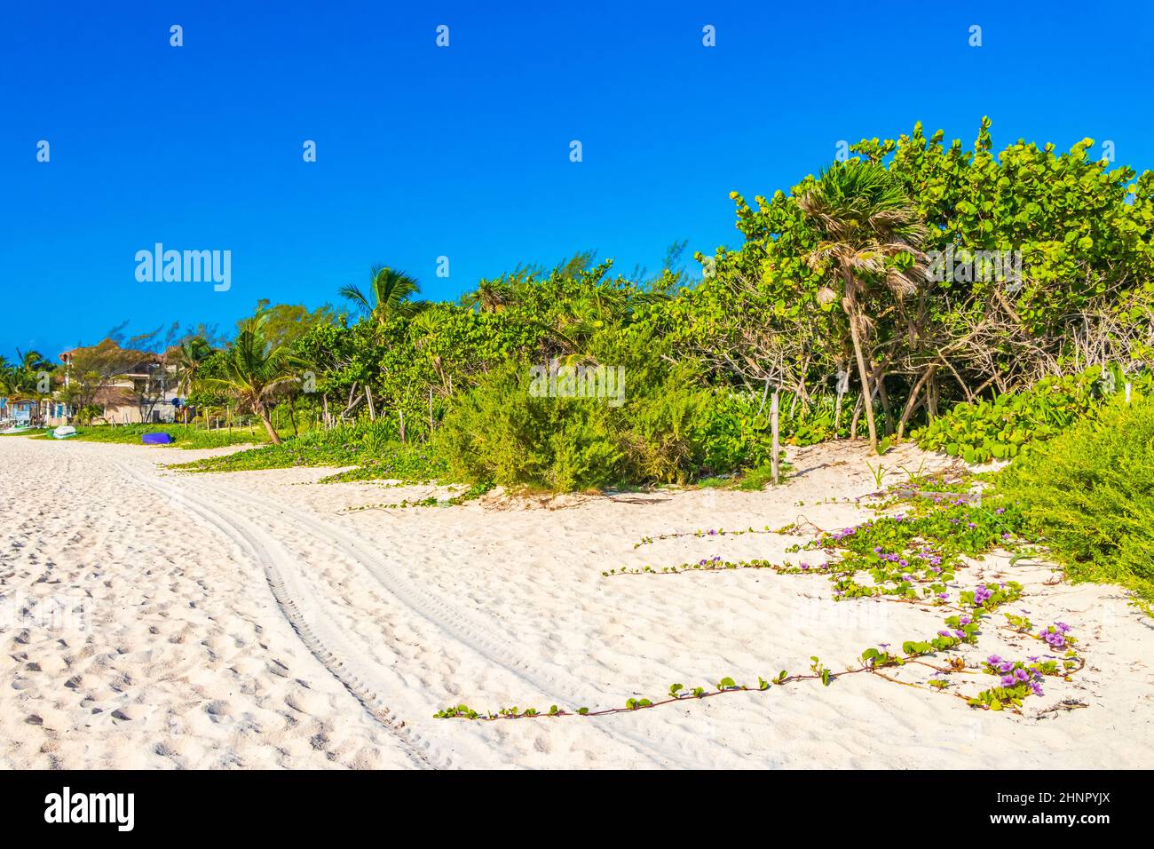 Tropical mexican natural beach with forest Playa del Carmen Mexico ...