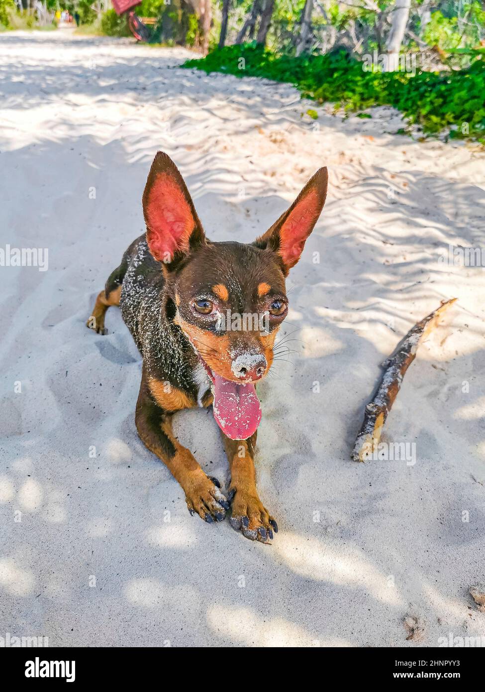 Mexican brown Chihuahua dog on the beach sand with stick in Playa del ...