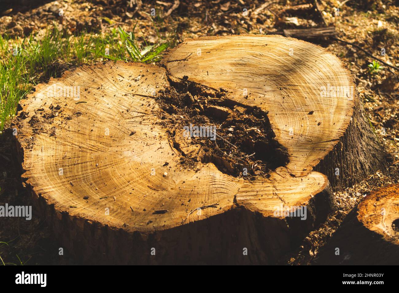 Wooden stump in the forest. beatiful summer nature background with copy ...
