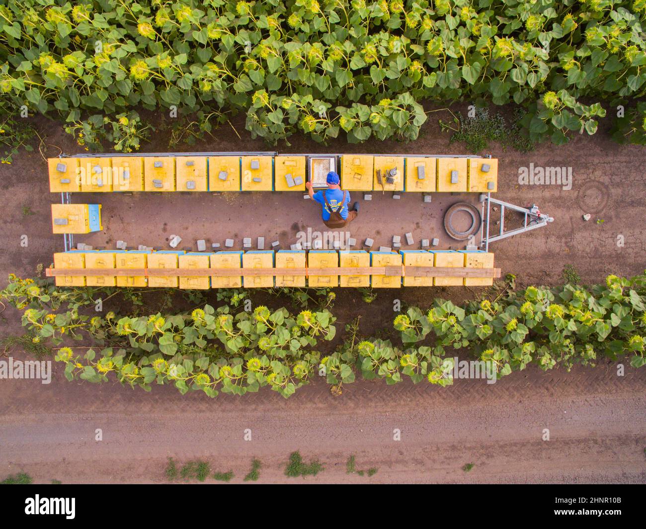 Aerial view over an industrial bee apiary. Many rows of beehives Stock ...