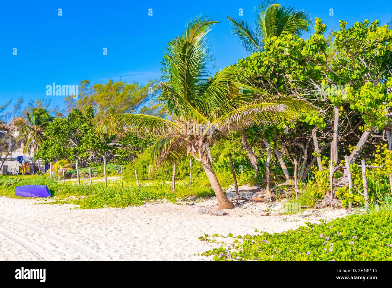 Panorama beach forest hi-res stock photography and images - Alamy