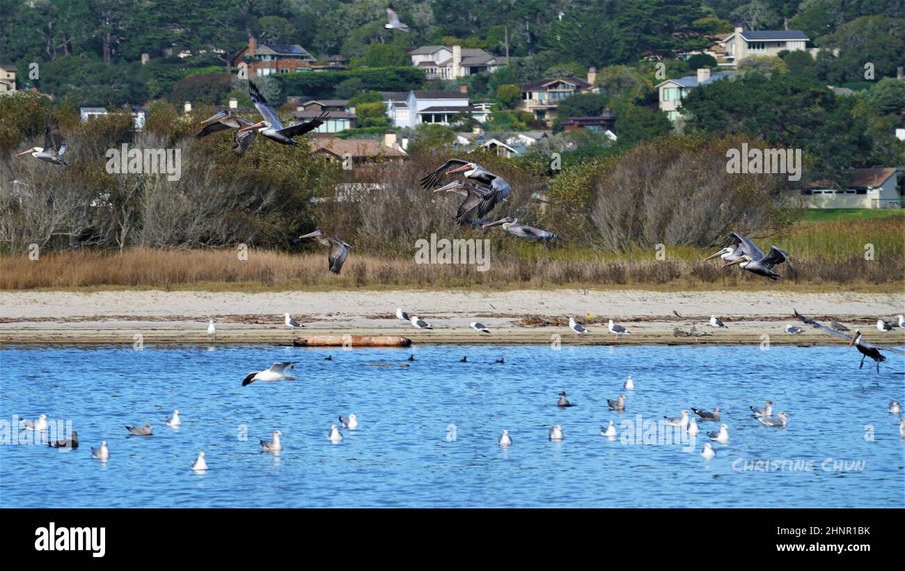 Carmel River; Lagoon; Birds; Wildlife; Nature; Landscape and Scenery ...