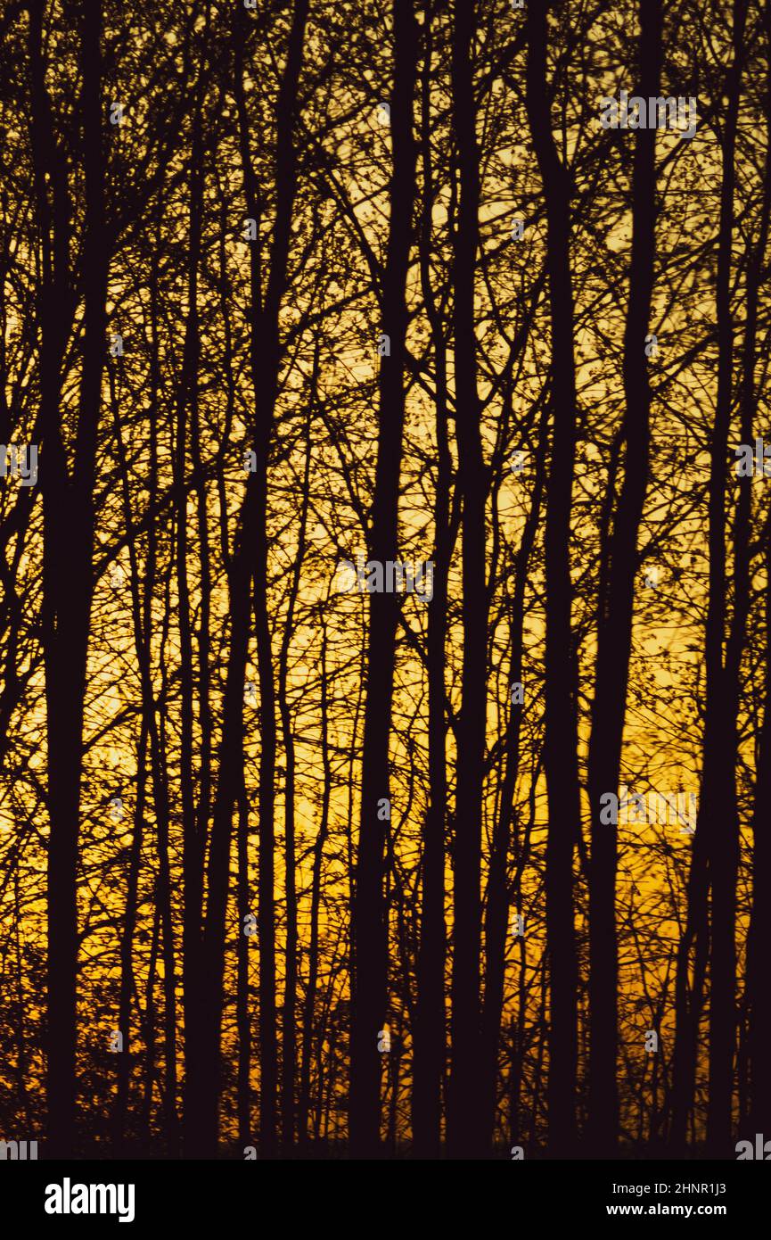 Abstract golden forest texture background. forest tree branches ...