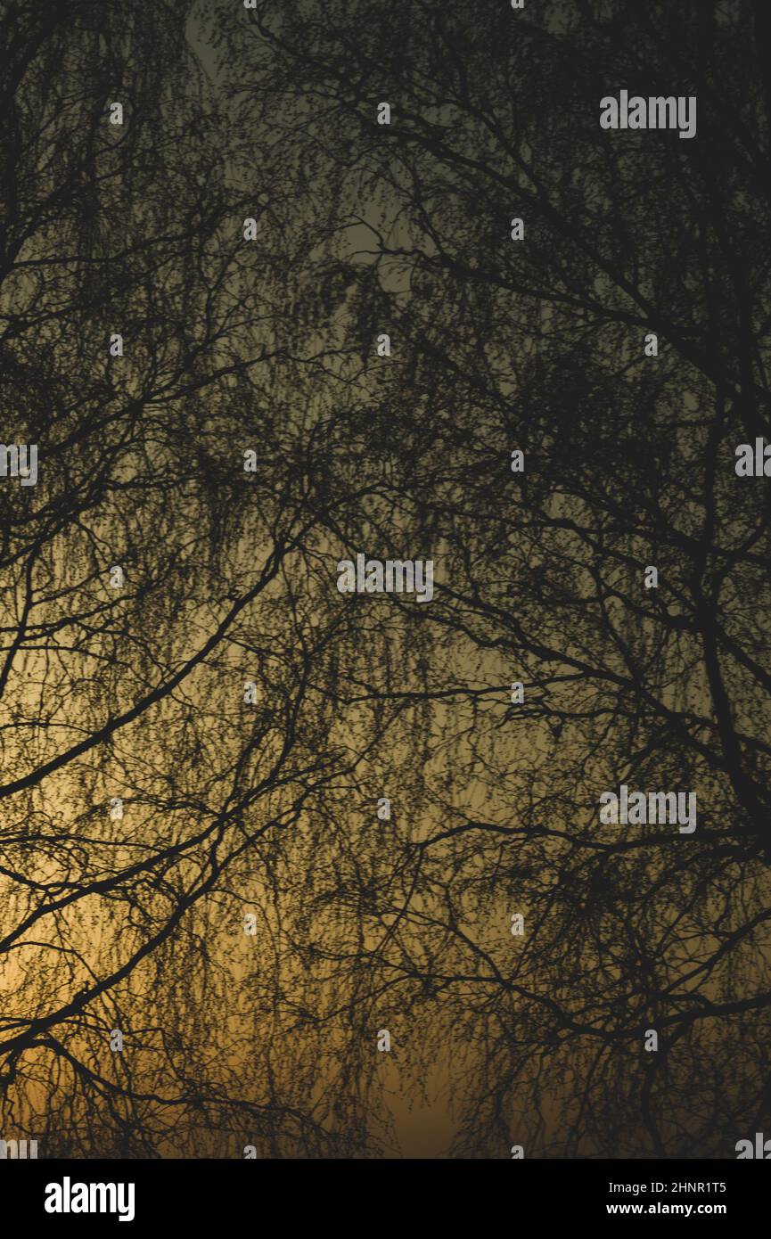 Abstract golden forest texture background. forest tree branches ...