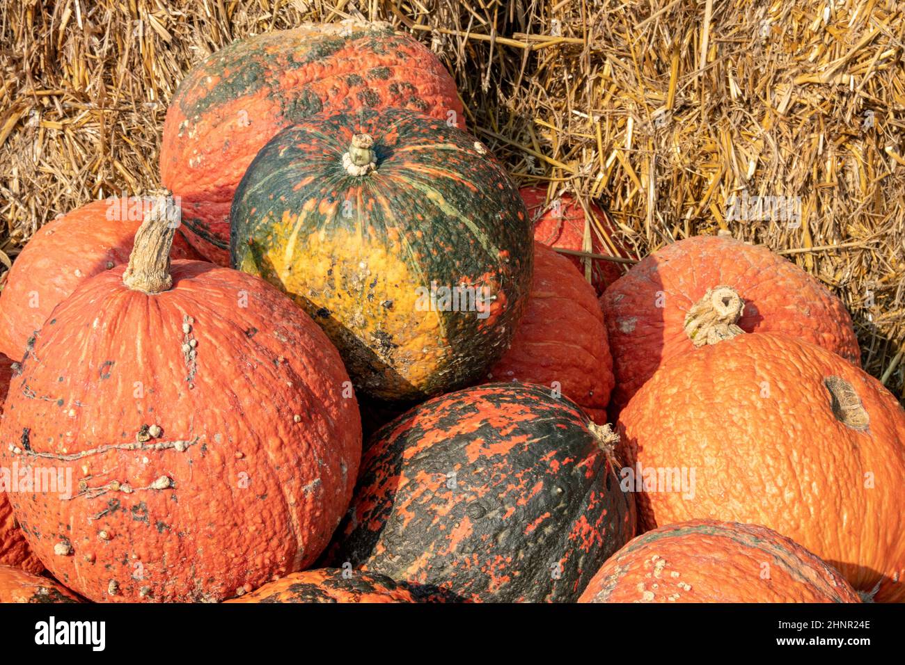 A large collection of Red Wart (Cucurbita) pumpkins at the market on a ...