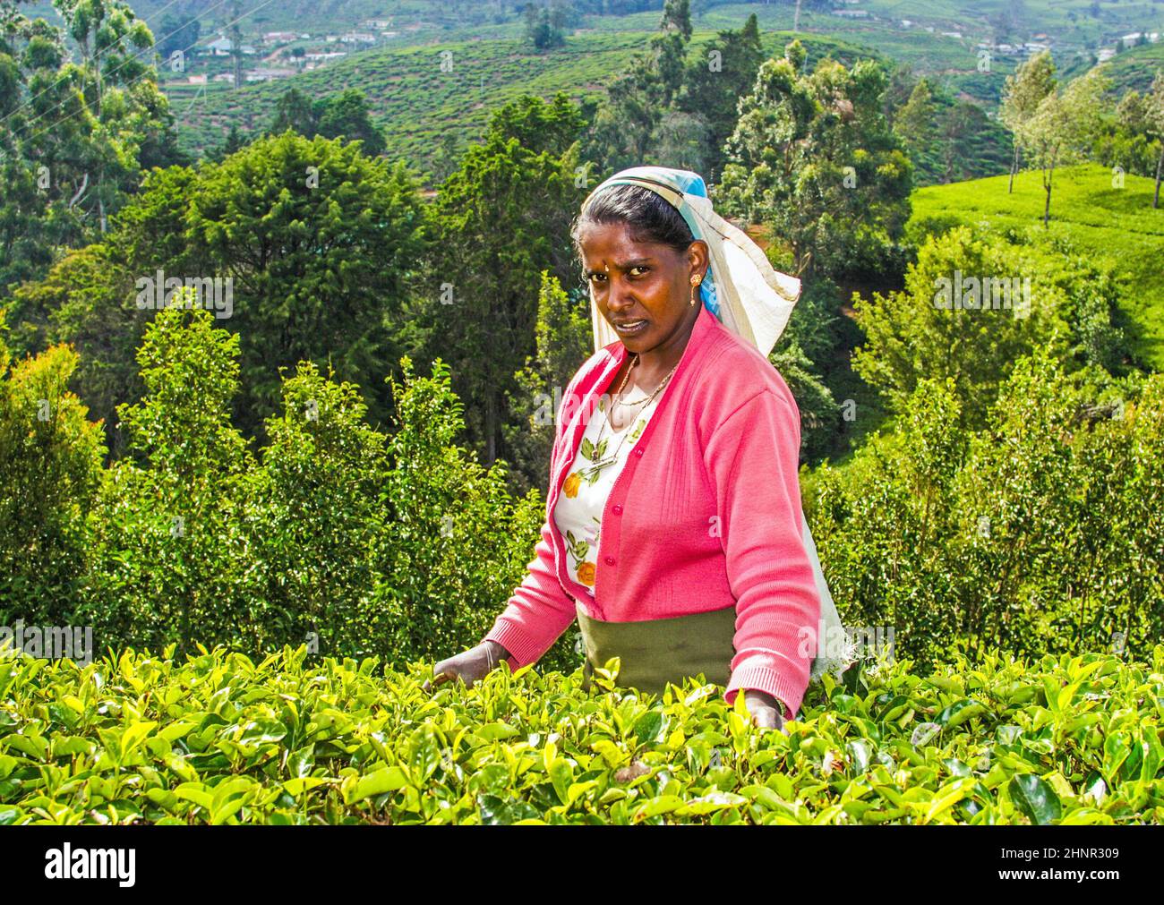 harvest in the tea fields, tea picker in the highlands Stock Photo - Alamy