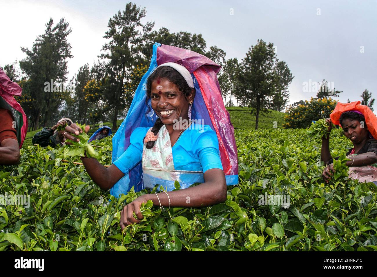 female tea picker at harvest in the tea fields Stock Photo - Alamy
