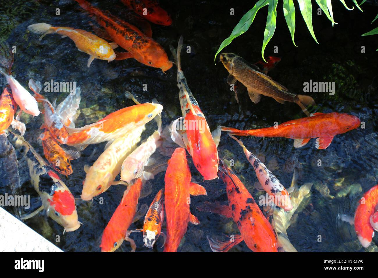 Over twenty koi fish with various colors and patterns swimming in a ...