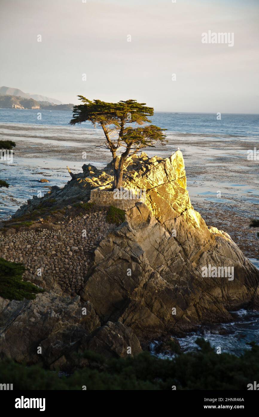 Lone cypress tree at pebble beach hi-res stock photography and images ...