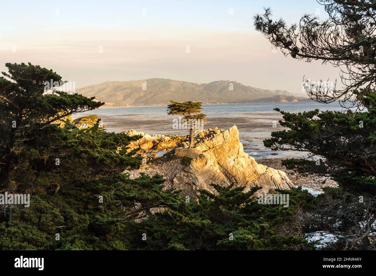 lonely cypress tree in California Stock Photo - Alamy