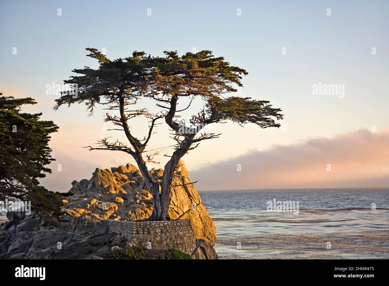Cypress tree on rock hi-res stock photography and images - Alamy