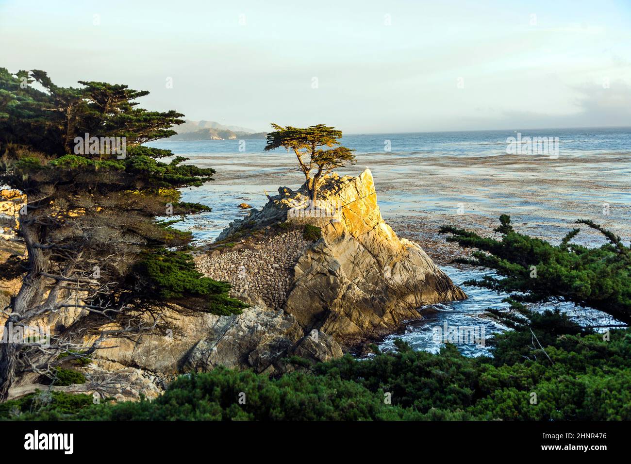 lonely cypress tree in California Stock Photo - Alamy