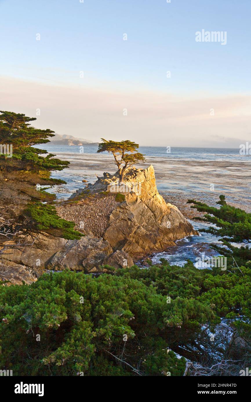 Lonely cypress california hi-res stock photography and images - Alamy