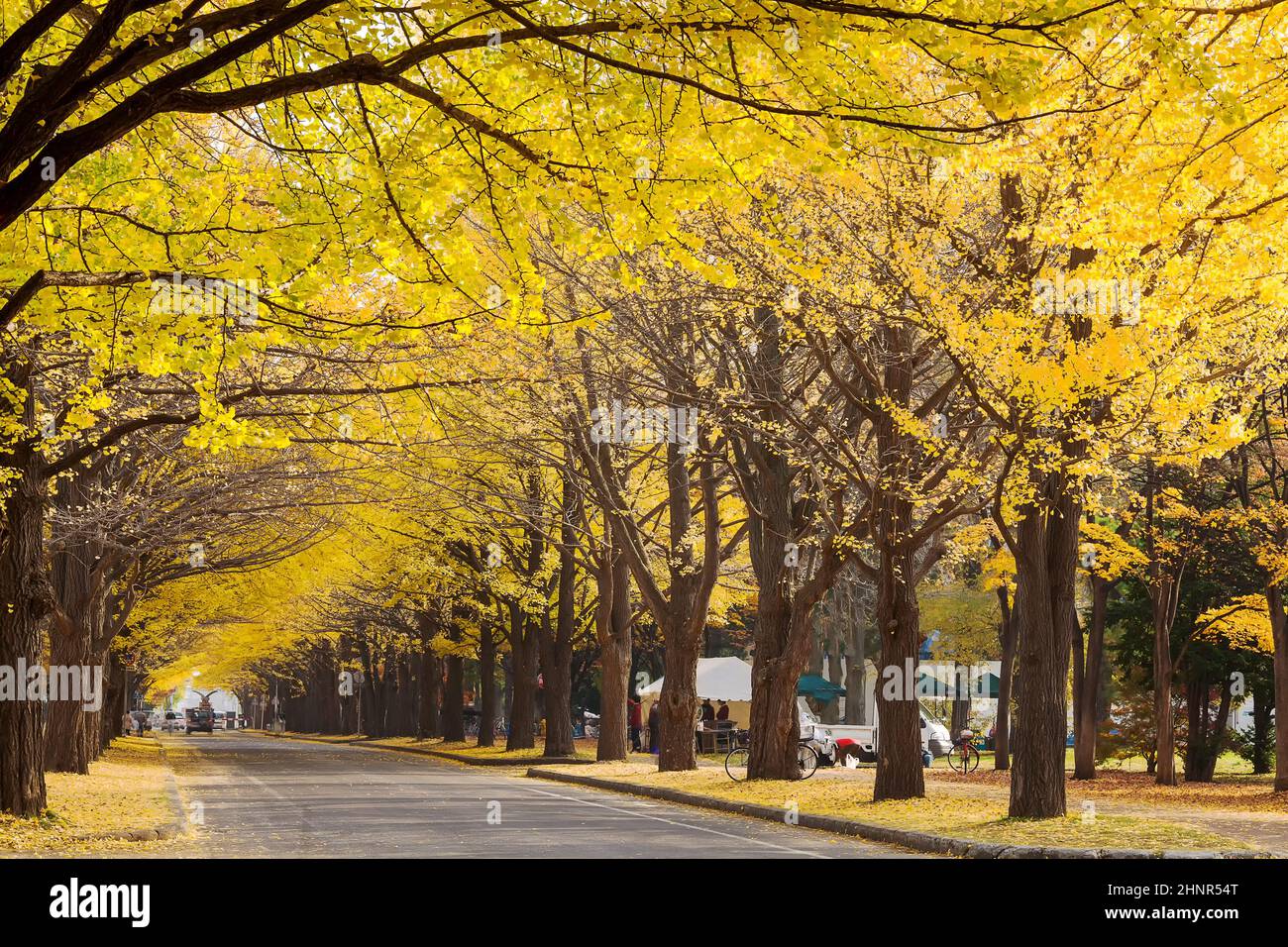 Natural tree famous hi-res stock photography and images - Alamy