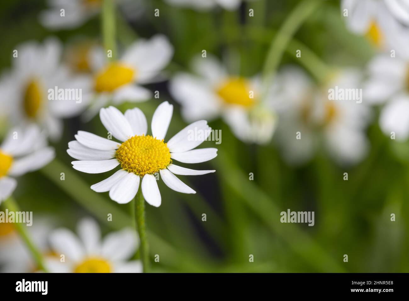 White daisies hi-res stock photography and images - Alamy