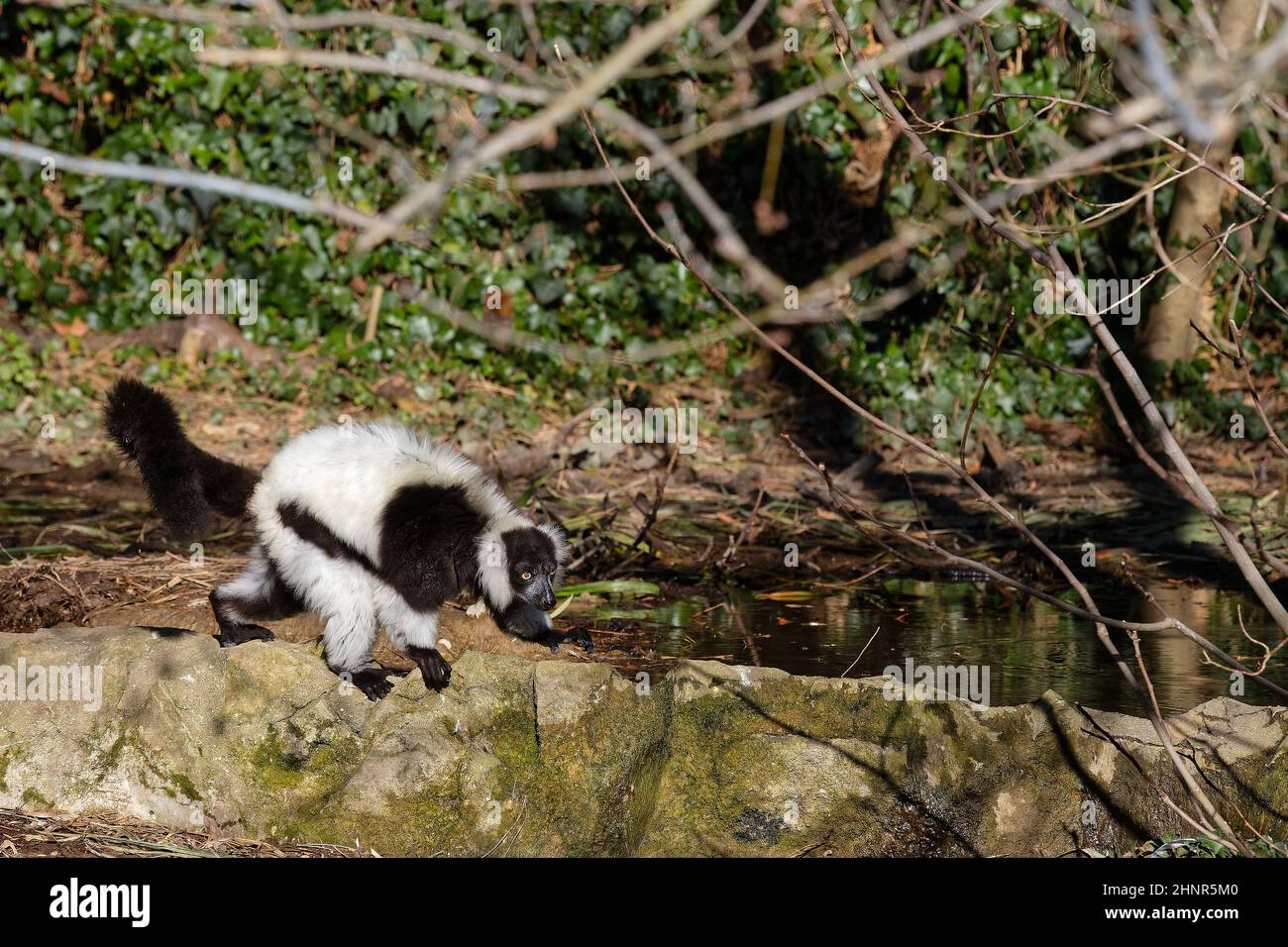 Black and white vari lemur on a pond Stock Photo - Alamy