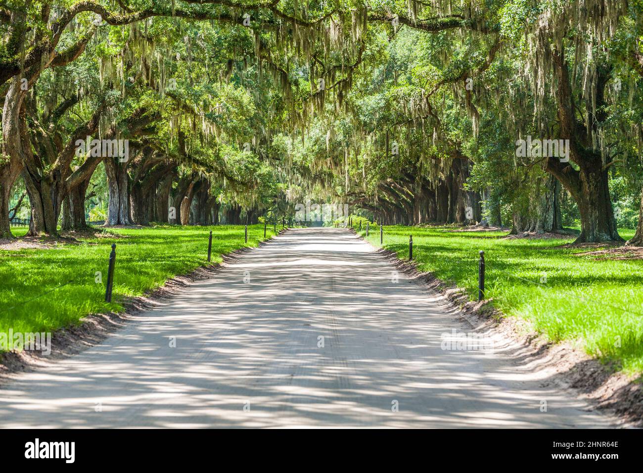 beautiful OAK alley Stock Photo - Alamy