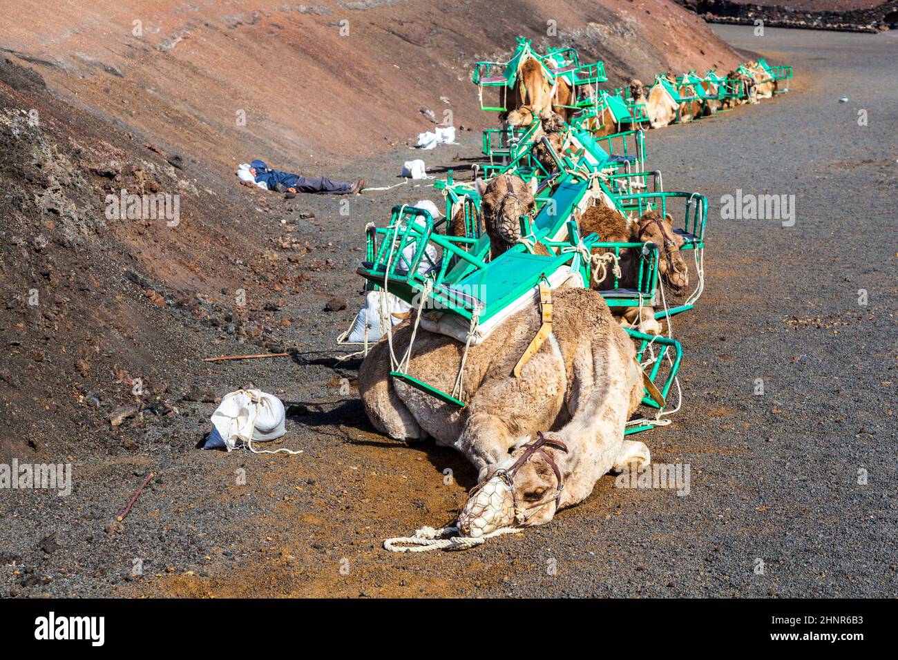 Camel sleeping hi-res stock photography and images - Alamy