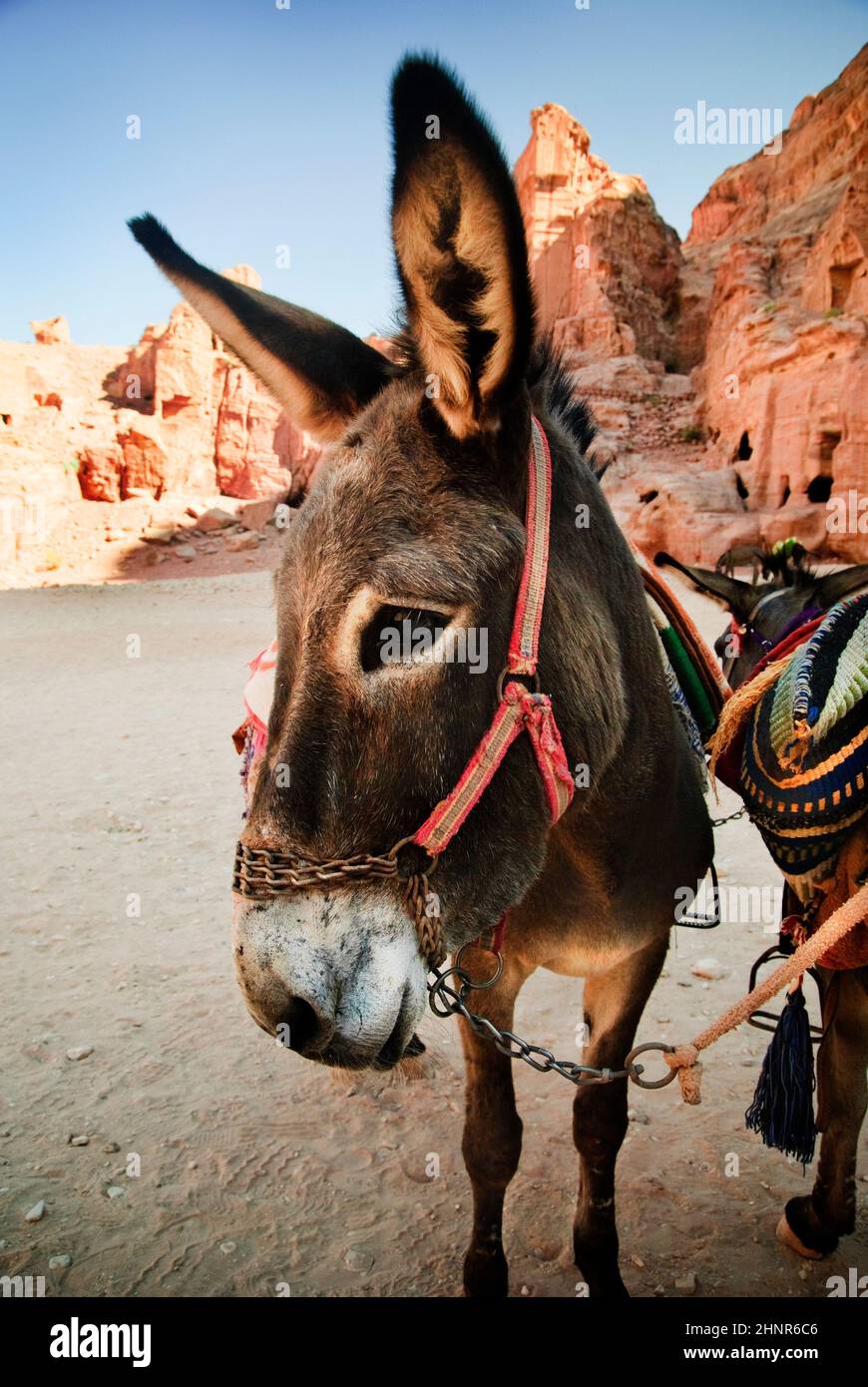 With traditional donkey saddle hi-res stock photography and images - Alamy