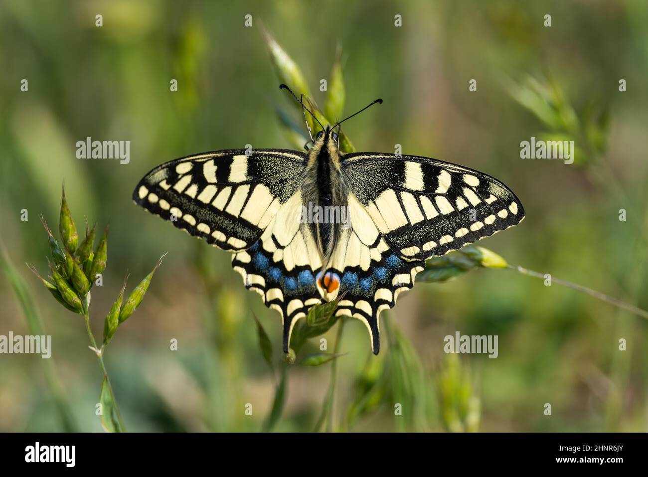 The scarce swallowtail (Iphiclides podalirius) is a butterfly belonging to the family ...