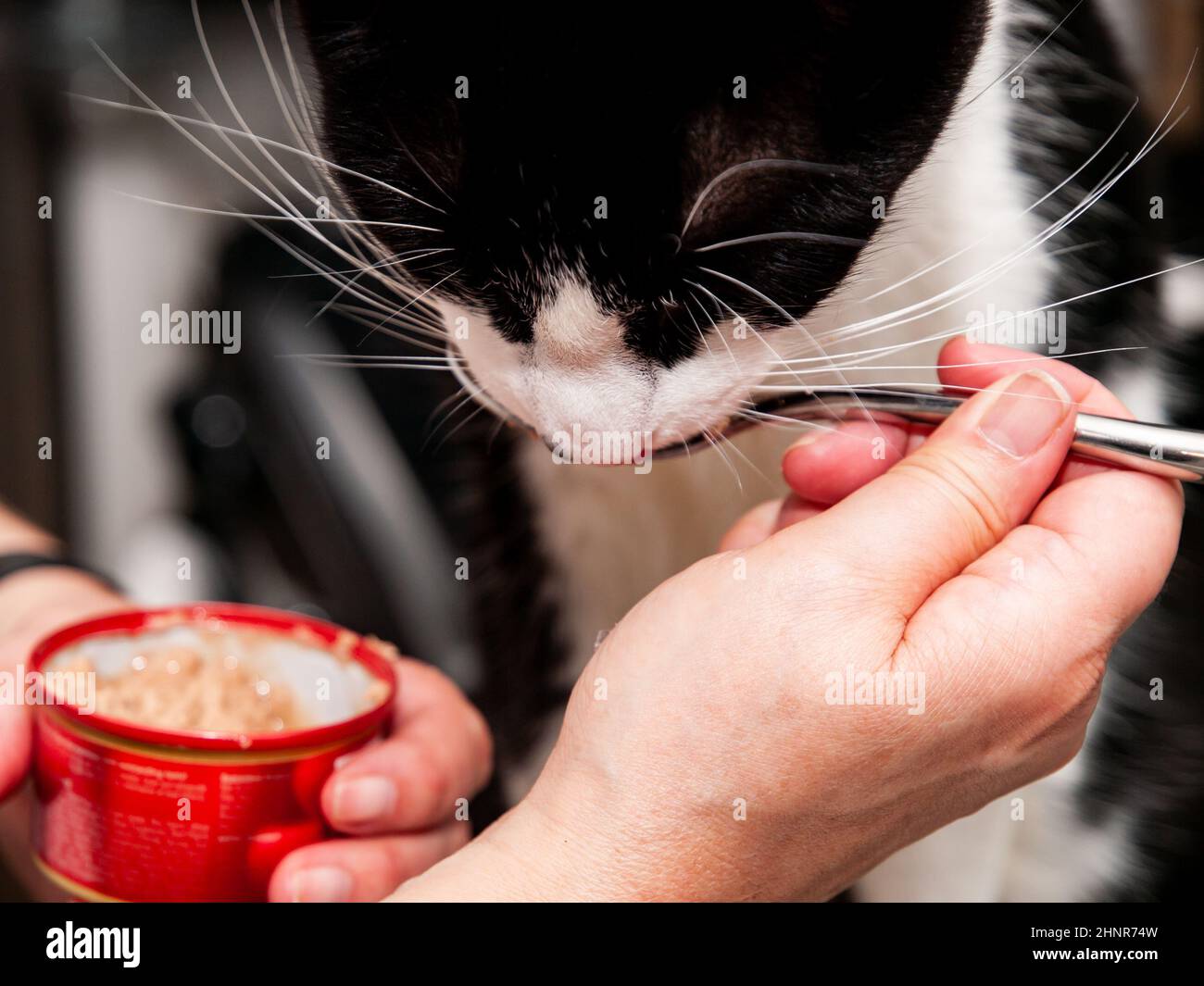 A hand feeding cat food from a can with a spoon to a black and white ...