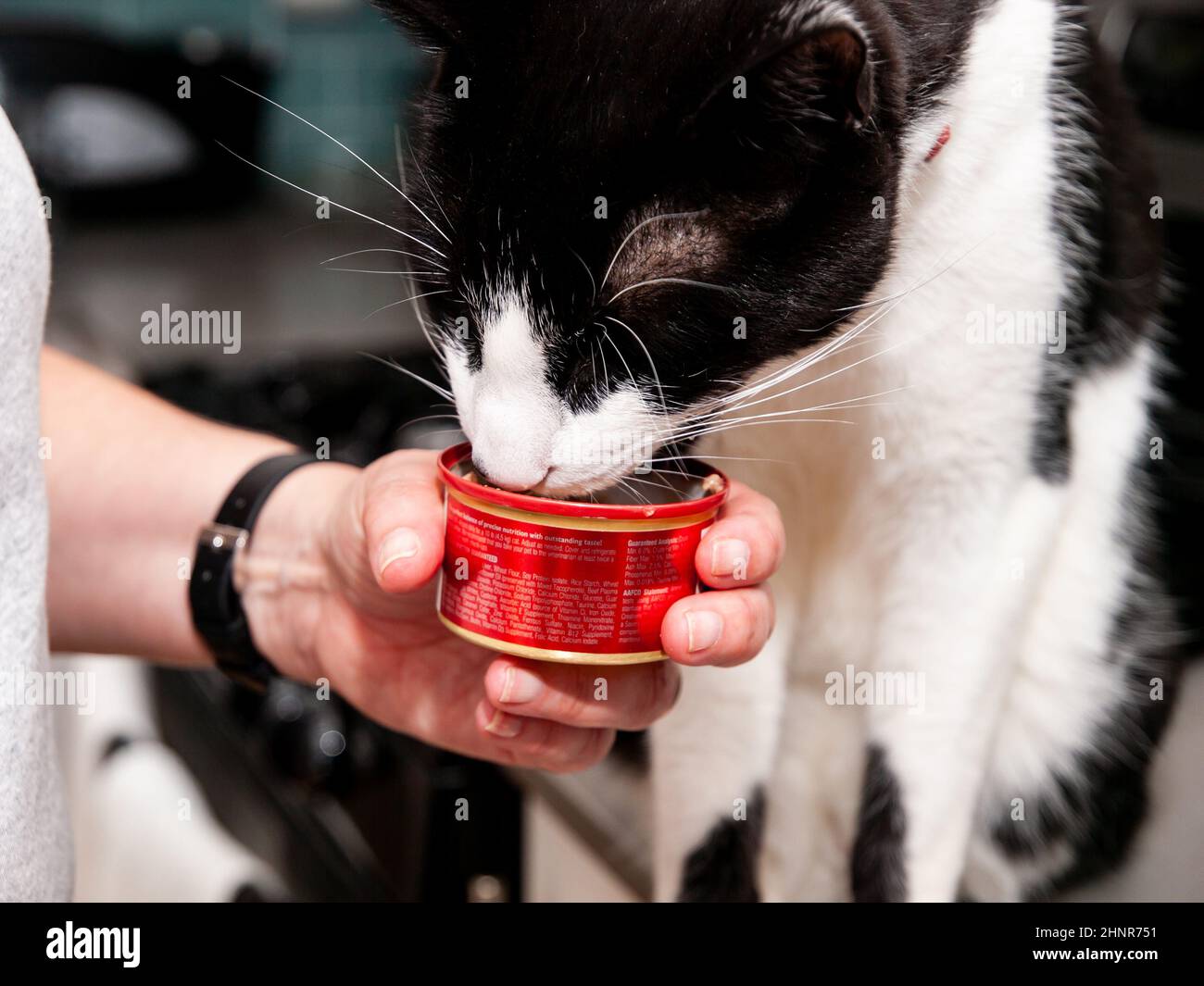 A hand feeding cat food from a can with a spoon to a black and white ...
