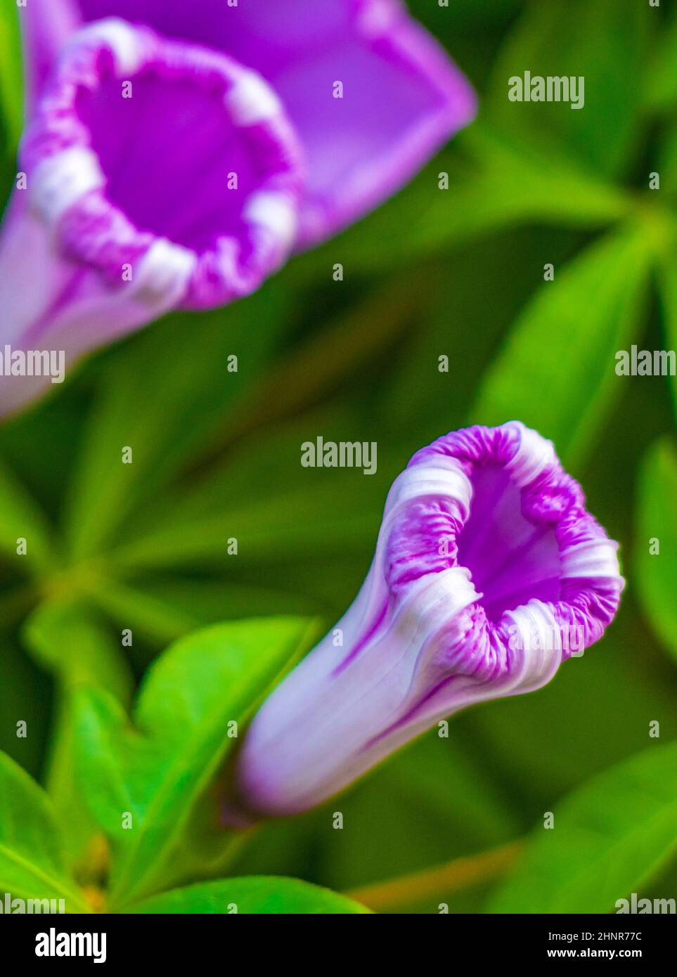 Pink violet purple Mexican Morning Glory Glories Ipomoea spp flower on ...