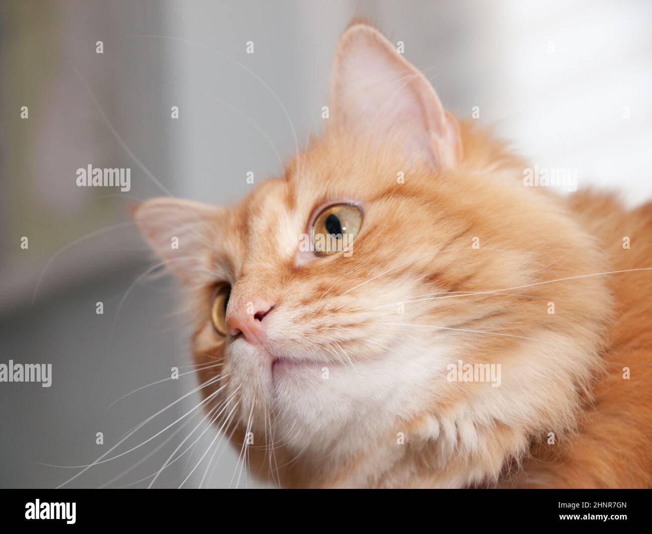 Orange Fluffy House Cat Felis Catus Stock Photo - Alamy