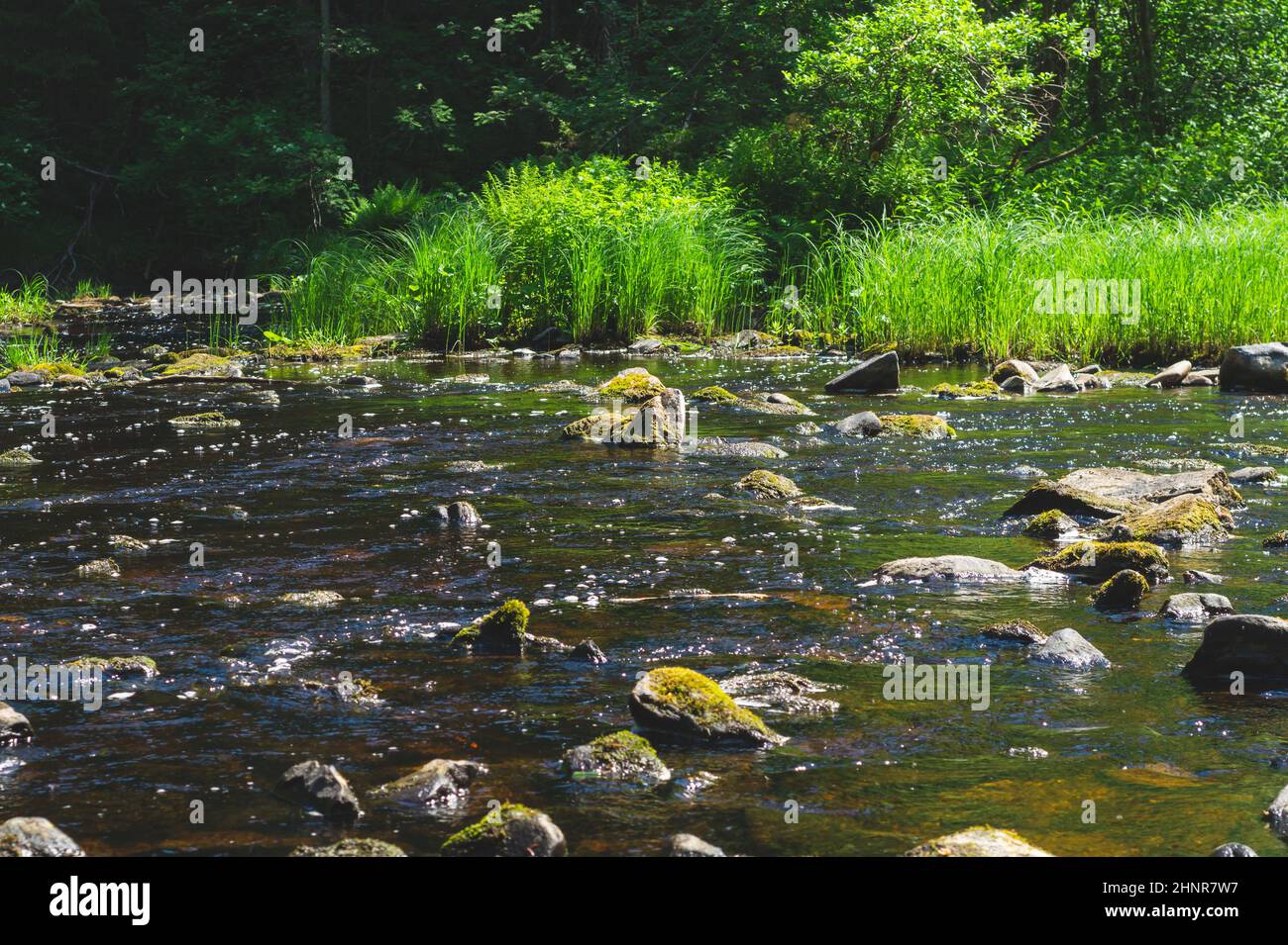 River in the forest. rocky watercourse. water flow. woodland creek ...