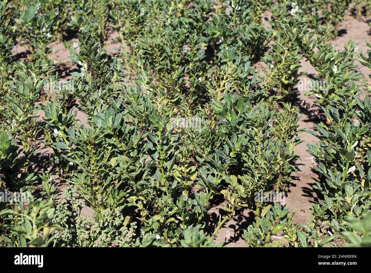 A field of broad beans growing in sandy soil Stock Photo - Alamy