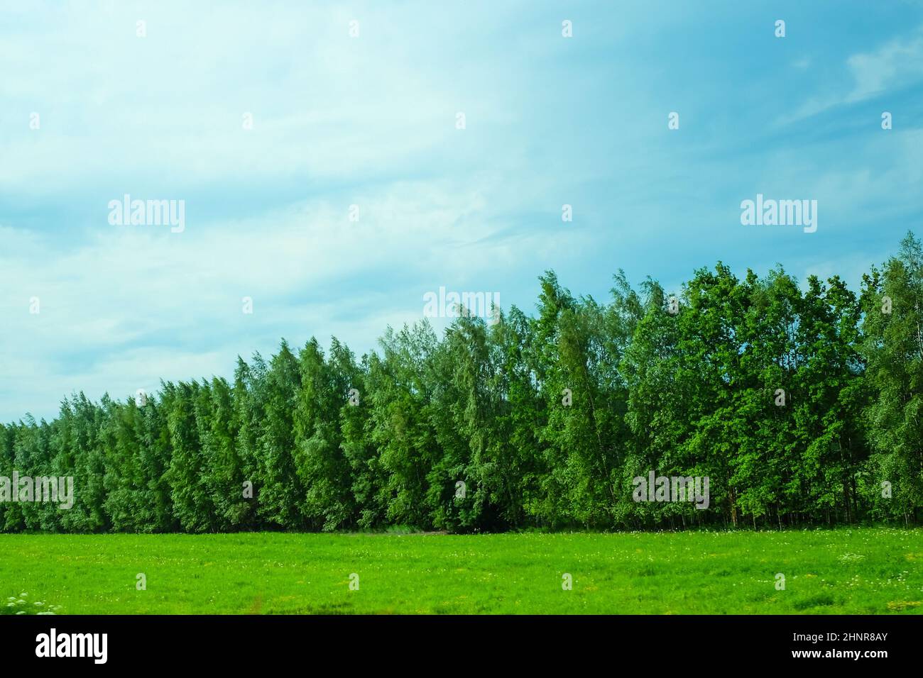 Green field and forest nature background. meadow in the wood Stock ...