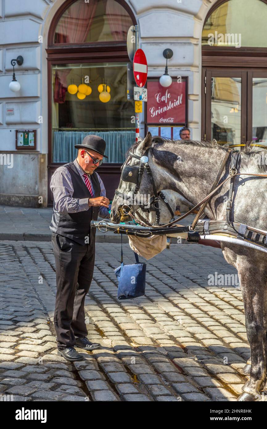 coachman of traditional horse riding in vienna feeds the horses Stock ...