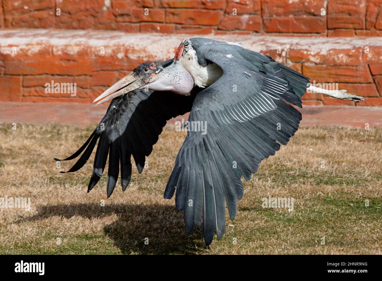Marabou stork flying in a exhibition in Madrid (Leptoptilos crumenifer ...